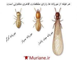 چرخه زندگی موریانه چگونه است؟ - موریانه | سم تضمینی ریشه کنی موریانه